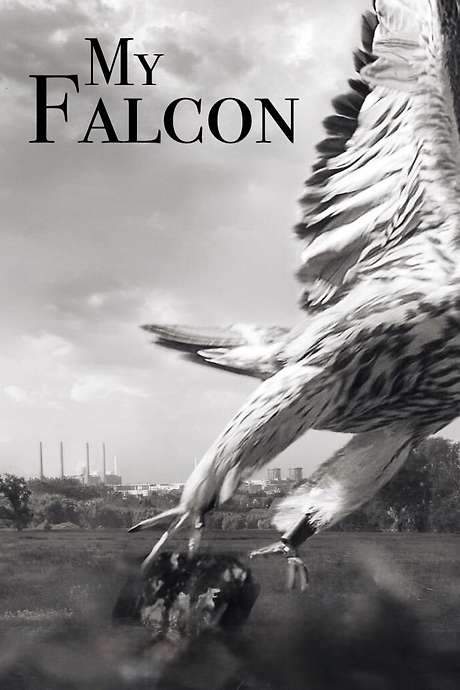 My Falcon (2023) Full Movie Summary & Plot Explained