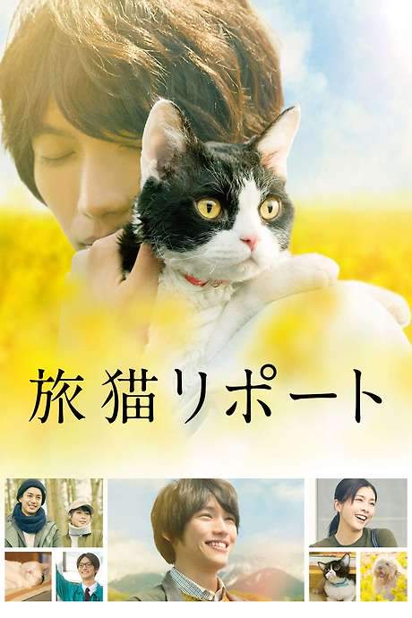 Sota Fukushi - Filmography, Biography, Awards & Box Office | What's ...