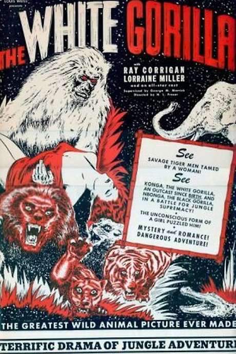 Gorillas in the Mist (1988) Full Movie Summary & Plot Explained